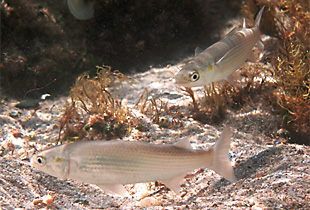 Salzwasserfische Europas | Fischlexikon