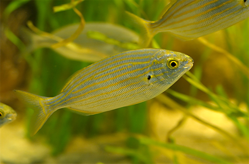 Goldstrieme (Sarpa salpa)