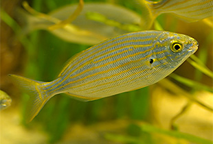 Gesamtliste aller Süß- und Salzwasserfische | Fischlexikon