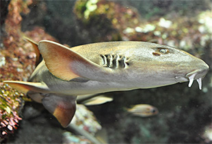 Grauer Bambushai (Chiloscyllium griseum)