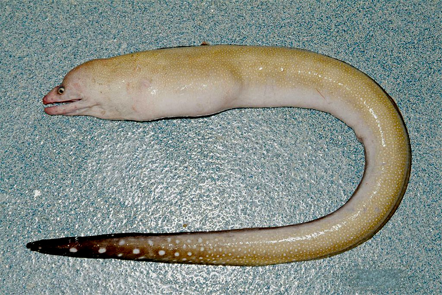 Gymnothorax kolpos | Fischlexikon