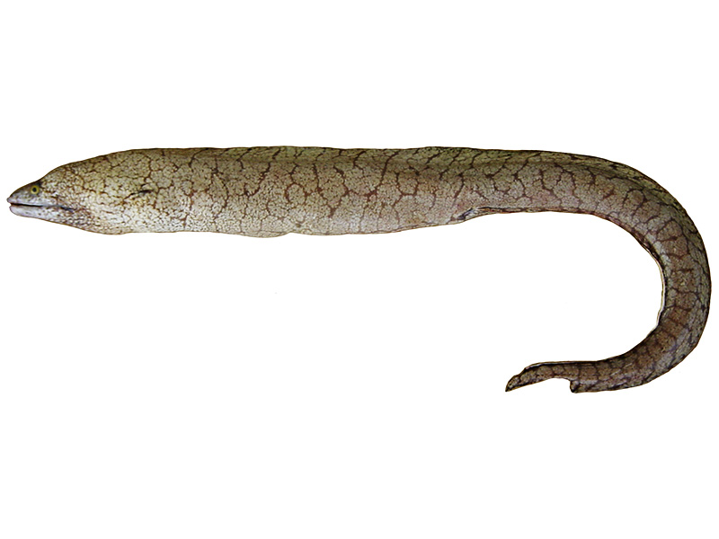 Gymnothorax polygonius | Fischlexikon