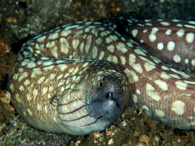 Gymnothorax prionodon