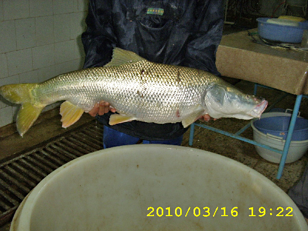 Hechtbarbe (Luciobarbus esocinus)