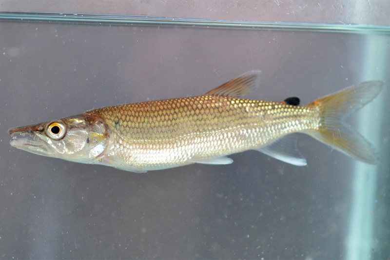 Hepsetus lineata