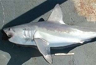 Salzwasserfische Europas | Fischlexikon