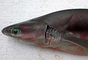 Großaugen-Sechskiemerhai (Hexanchus nakamurai)