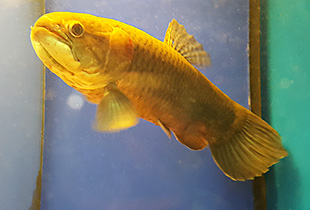 Hoplerythrinus unitaeniatus