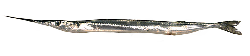 Gewöhnlicher Hornhecht (Belone belone) | Fischlexikon