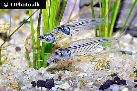 Indischer Glaswels (Kryptopterus vitreolus)