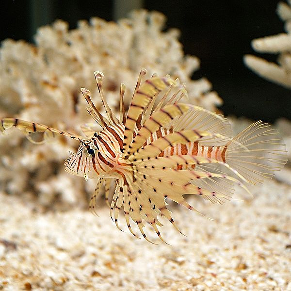 Japanischer Feuerfisch (Pterois lunulata) | Fischlexikon