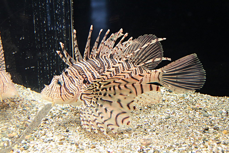 Japanischer Feuerfisch (Pterois lunulata) | Fischlexikon