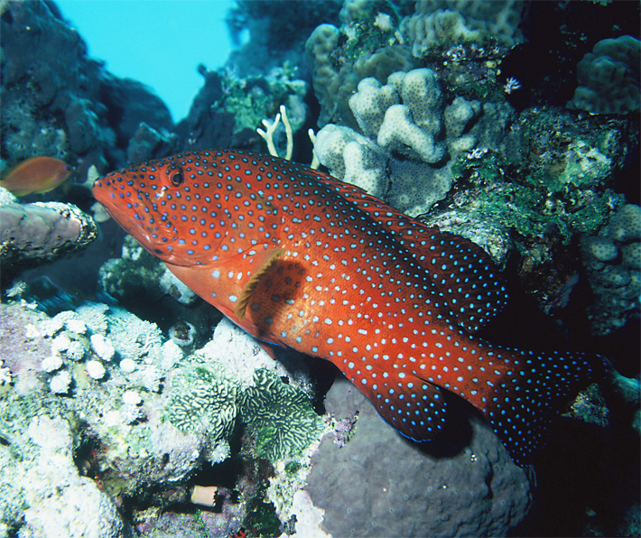 Juwelen-Zackenbarsch (Cephalopholis miniata)