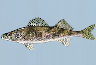 Kanadischer Zander (Sander canadensis)