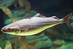 Köhler, Seelachs (Pollachius virens) | Fischlexikon