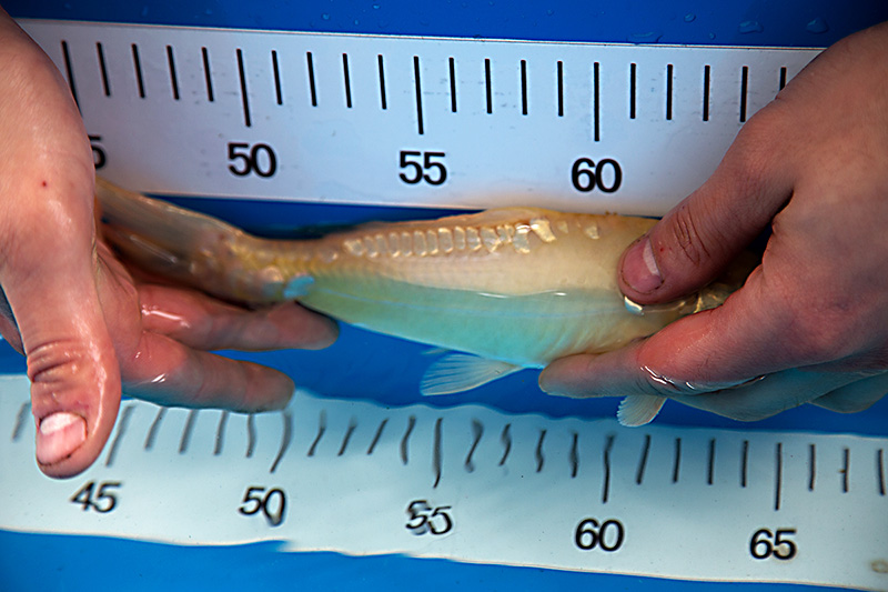 Koi: Karashigoi (Cyprinus carpio (karashigoi))