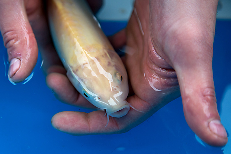 Koi: Karashigoi (Cyprinus carpio (karashigoi))