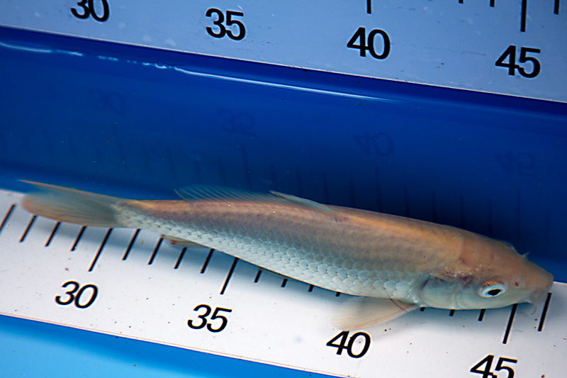 Koi: Karashigoi (Cyprinus carpio (karashigoi))