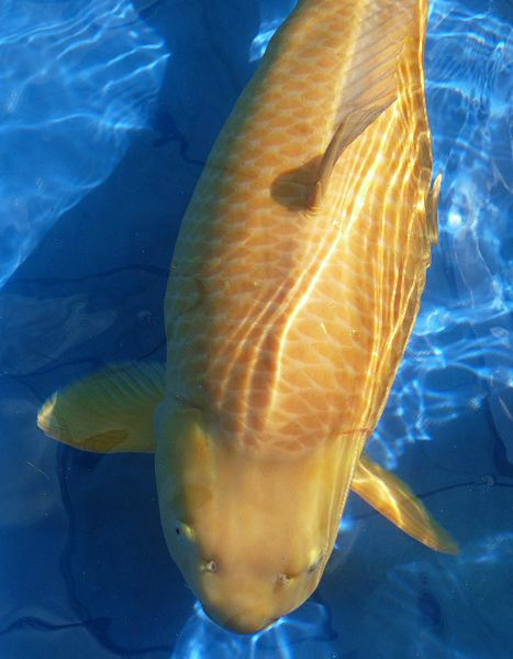 Koi: Karashigoi (Cyprinus carpio (karashigoi))
