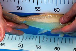 Koi: Karashigoi (Cyprinus carpio (karashigoi)) | Fischlexikon