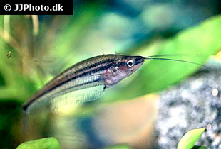 Kryptopterus macrocephalus