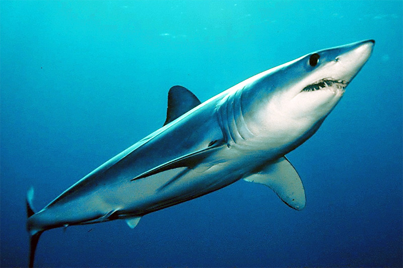 Kurzflossen-Mako, Makohai (Isurus oxyrinchus)
