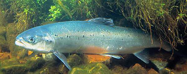 Atlantischer Lachs, Salm (Salmo salar) | Fischlexikon