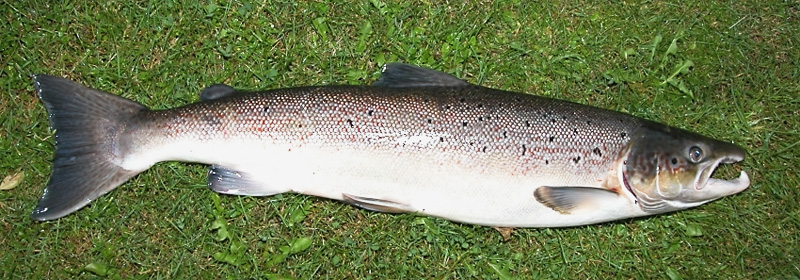 Atlantischer Lachs, Salm (Salmo salar) | Fischlexikon