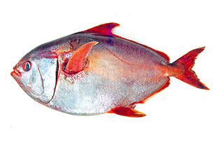 Südlicher Gotteslachs (Lampris immaculatus)