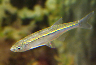 Ukelei, Laube (Alburnus alburnus)