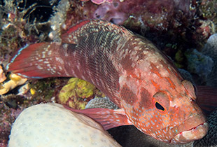 Leopard-Zackenbarsch (Cephalopholis leopardus)