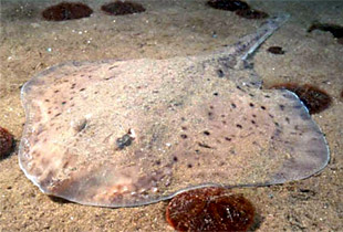 Gesamtliste aller Süß- und Salzwasserfische | Fischlexikon