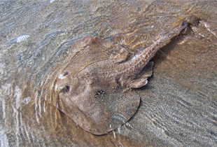 Salzwasserfische Europas | Fischlexikon