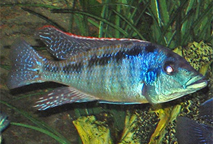 Lichnochromis acuticeps | Fischlexikon