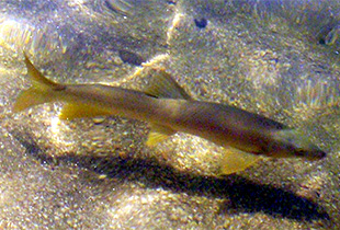 Iberische Barbe (Luciobarbus comizo)