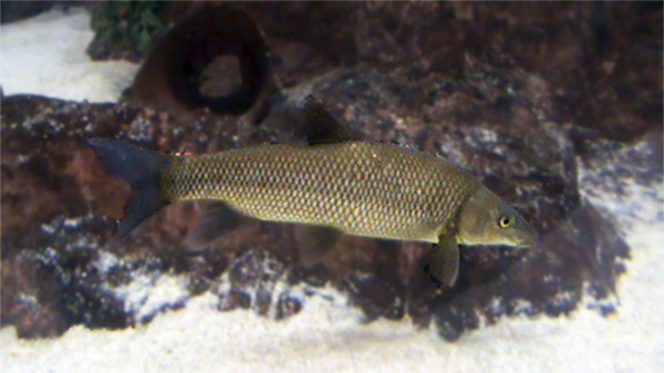 Luciobarbus microcephalus