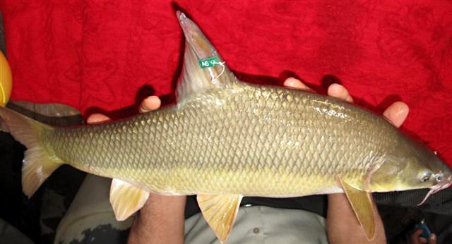 Luciobarbus pectoralis