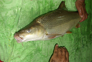 Luciobarbus pectoralis