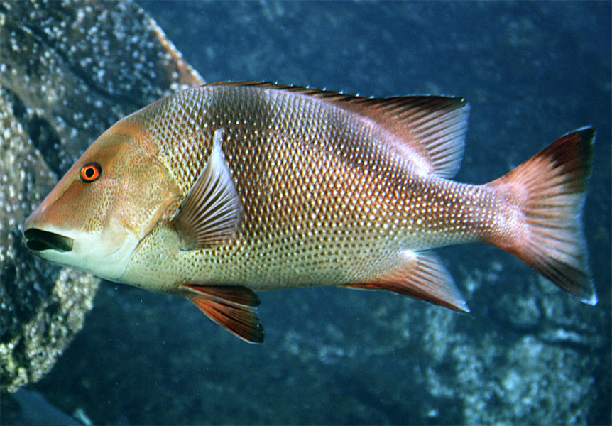 Kaiser-Schnapper (Lutjanus sebae)