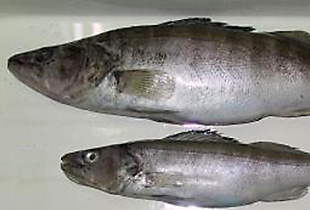 Meerzander, Seezander (Sander marinus) | Fischlexikon