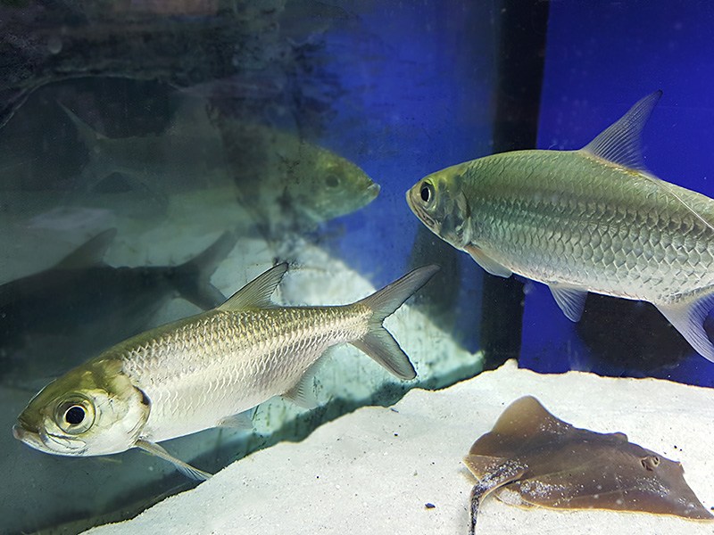 Indopazifischer Tarpun (Megalops cyprinoides) | Fischlexikon