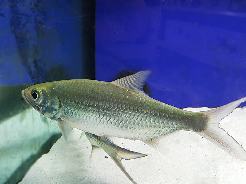 Indopazifischer Tarpun (Megalops cyprinoides) | Fischlexikon
