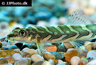 Mesonoemacheilus triangularis