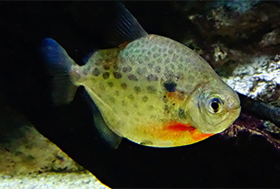 Metynnis lippincottianus