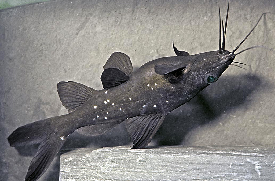 Asiatischer Stachelwels (Mystus leucophasis)