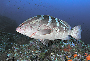 Nassau-Zackenbarsch (Epinephelus striatus) | Fischlexikon