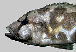 Nimbochromis livingstonii
