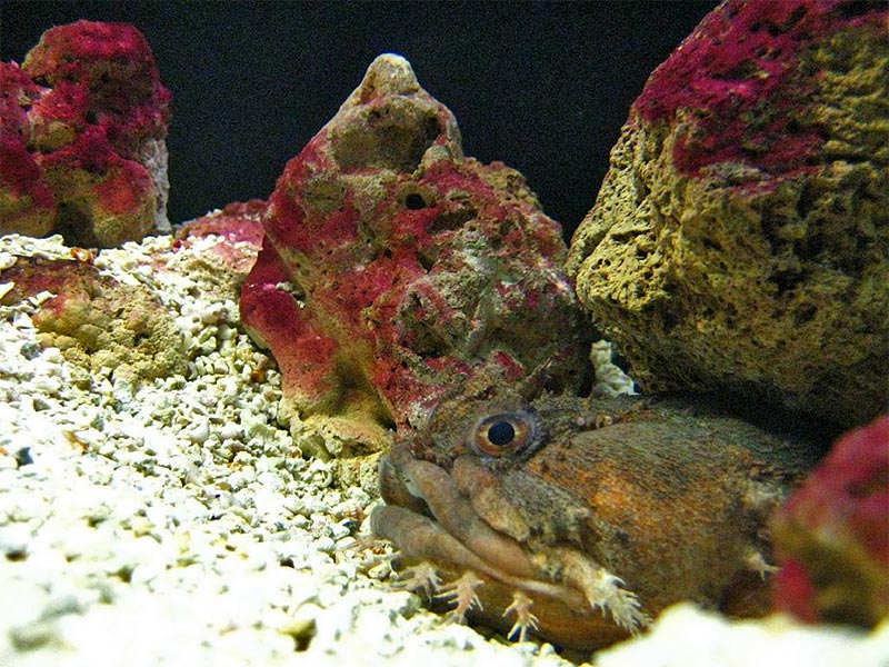 Austernfisch (Opsanus tau)