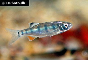 Opsarius dogarsinghi