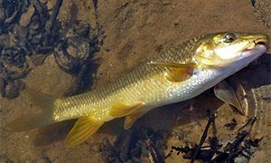 Forellenbarbe, Hundsbarbe (Barbus meridionalis)